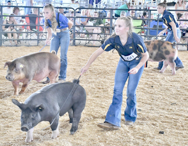 Pig Pen | News, Sports, Jobs - The Sentinel
